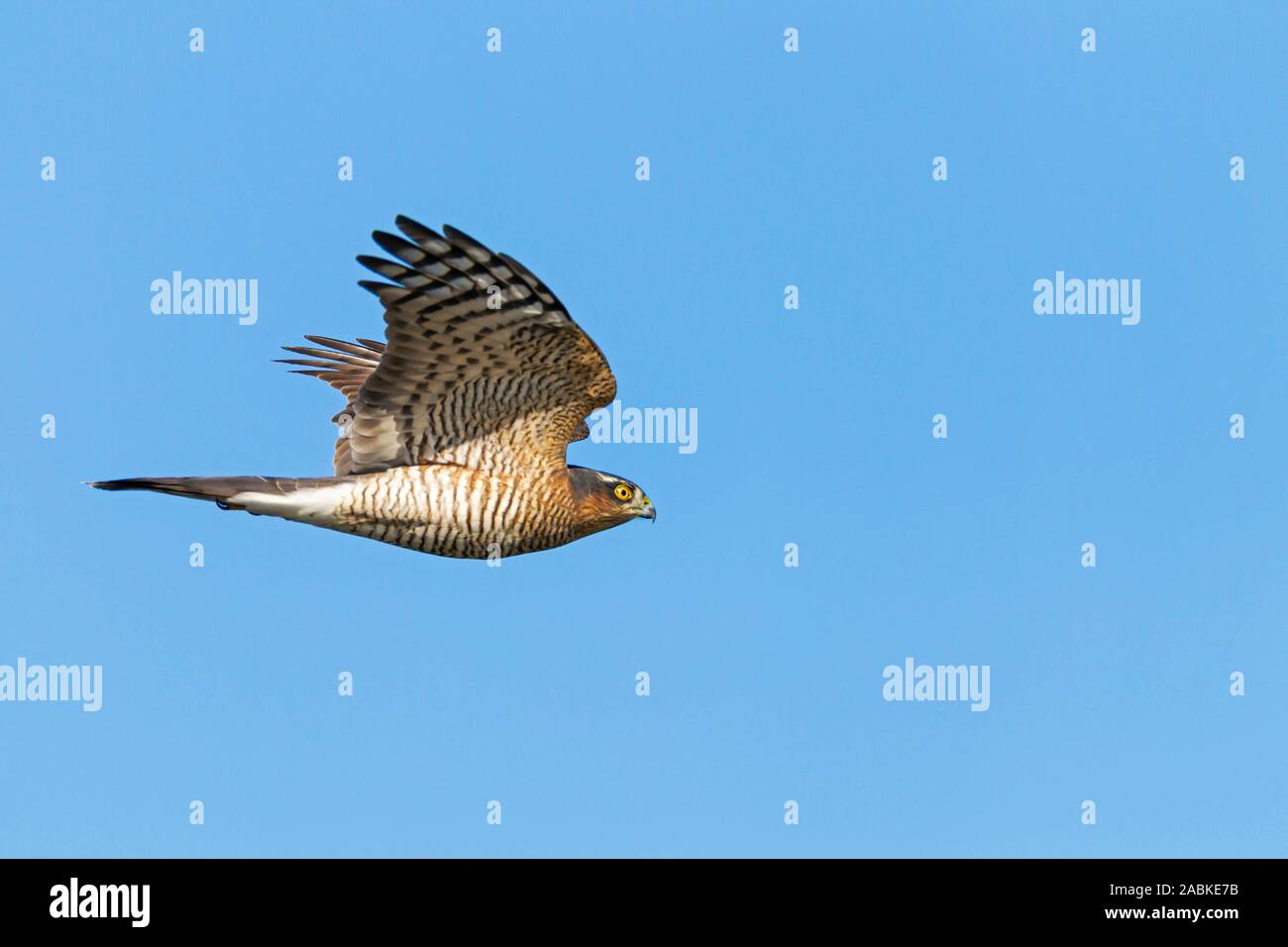 Eurasian Sparrowhawk (Accipiter nisus). Male in flight, hunting ...