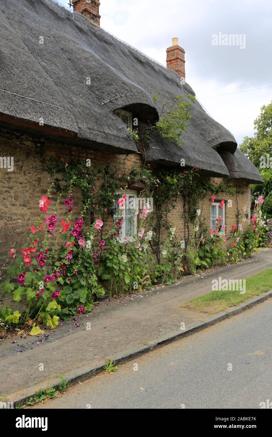 Hollyhocks cottage, Helpston village, Cambridgeshire, England; UK Stock ...