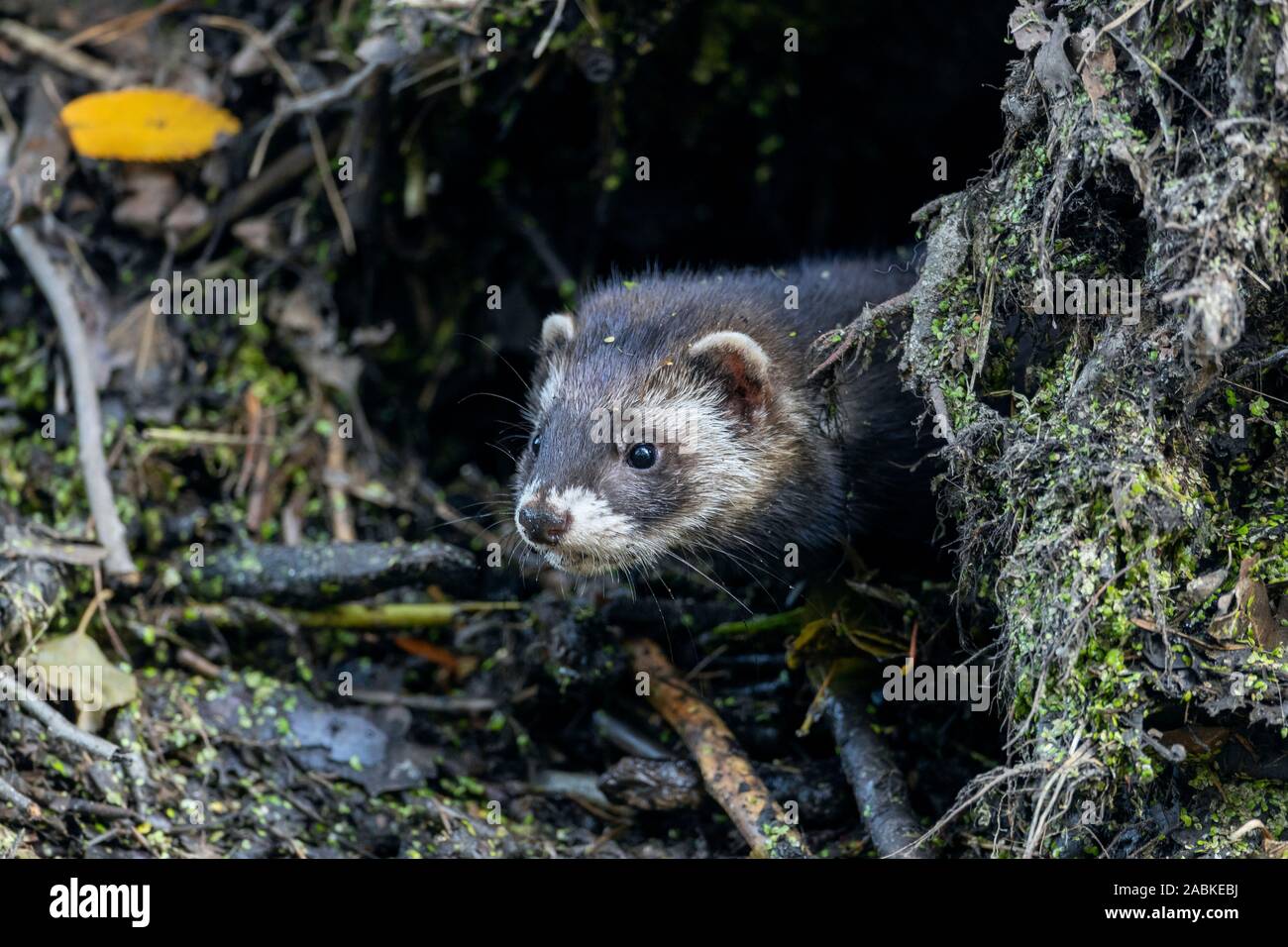European Polecat (Putorius putorius). Adult at entrance to den, about ...