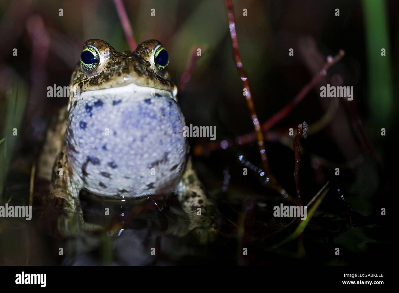 Natterjack toad pond hi-res stock photography and images - Alamy