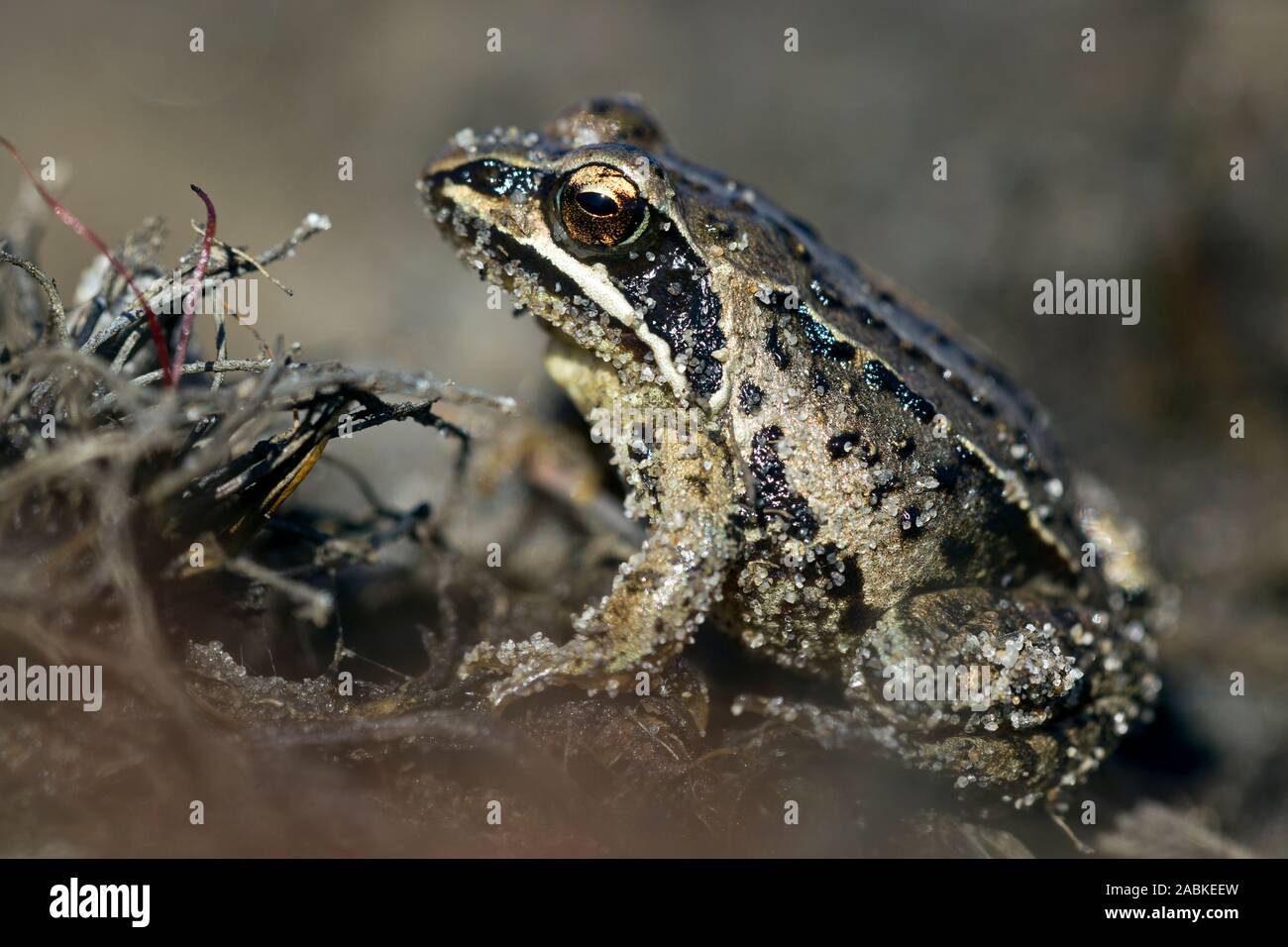Moor Frog (Rana arvalis), juvenile. Denmark Stock Photo - Alamy