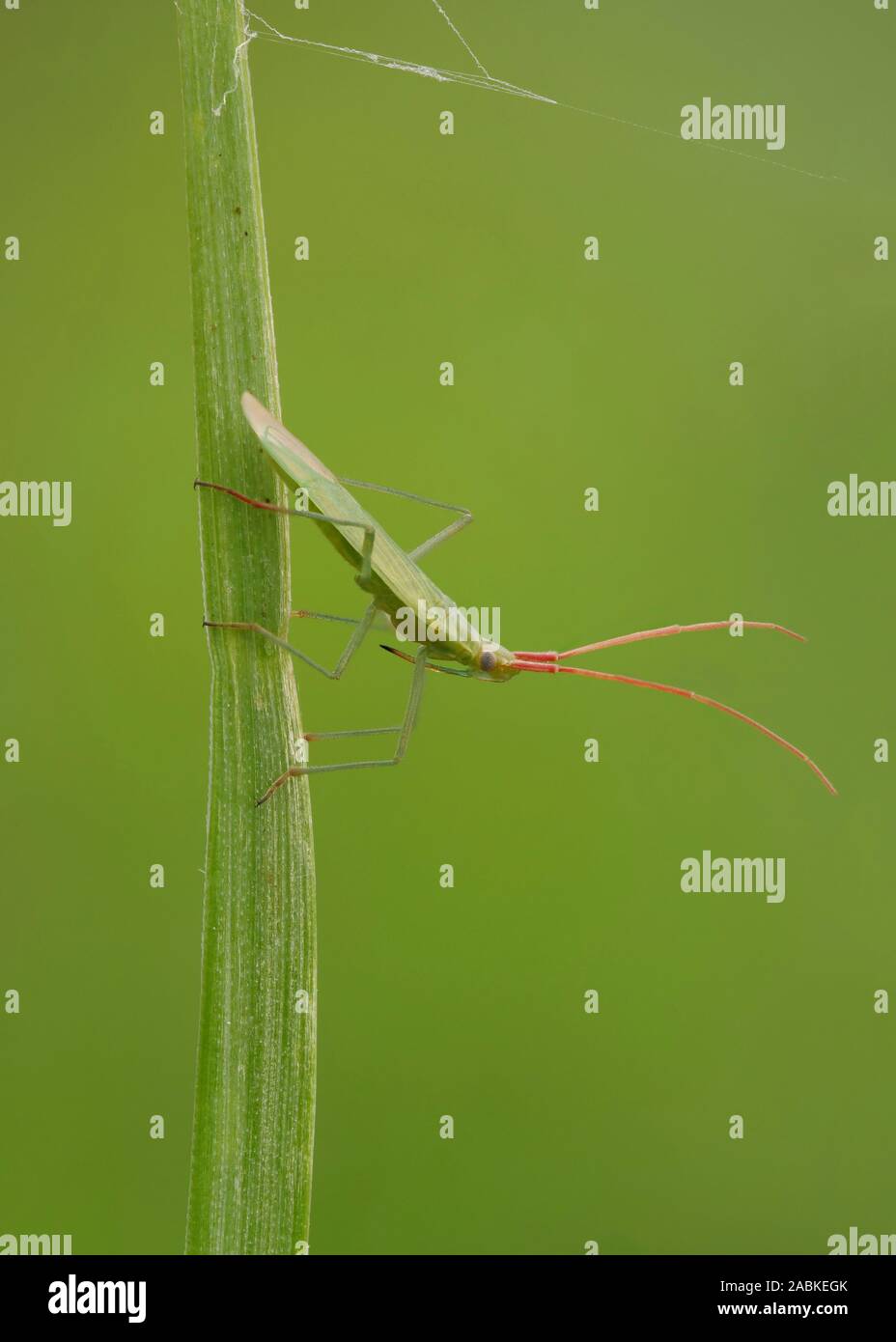Rice Leaf Bug (Trigonotylus caelestialium) on a blade of grass. Germany ...