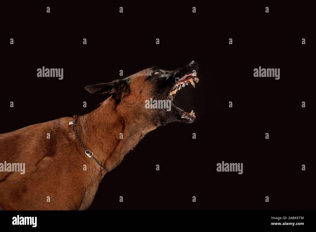 Belgian Shepherd, Malinois. Portrait of aggressive adult. Studio ...