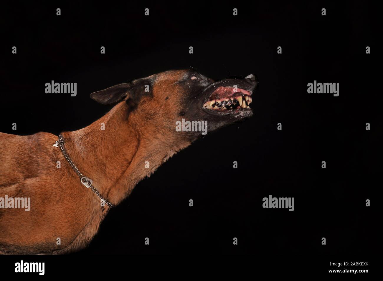 Belgian Shepherd, Malinois. Portrait of aggressive adult. Studio ...