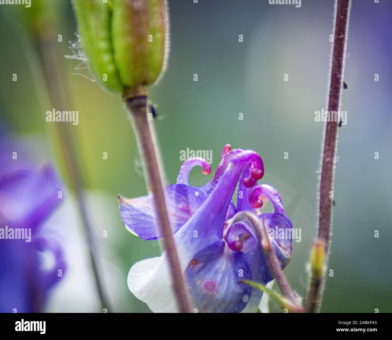 4 Flower. Color toned image. Focus Stock Photo - Alamy