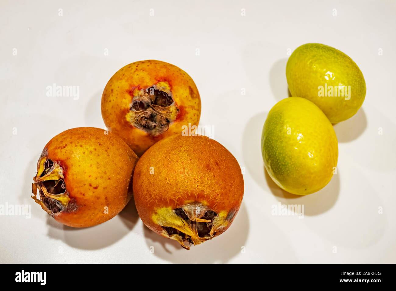 Common medlars mespilus germanica fruits hi-res stock photography and ...
