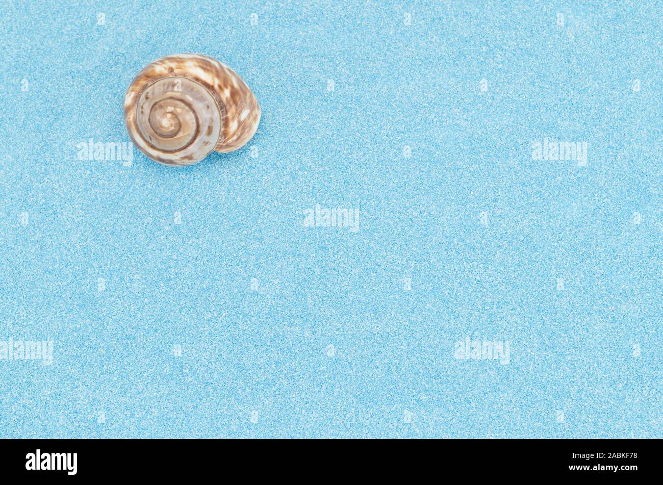 sea shell still life top perspective on a light blue sand backdrop ...