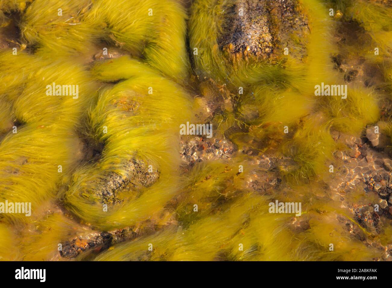 Yellow seaweed is driven by water. Natural art coastal patterns in ...