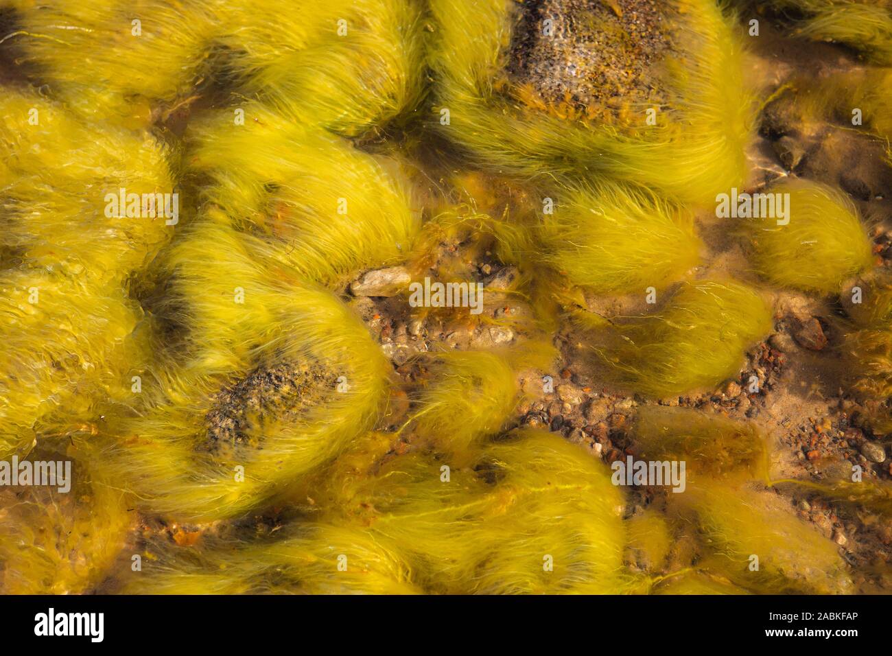 Yellow seaweed is driven by water. Natural art coastal patterns in ...