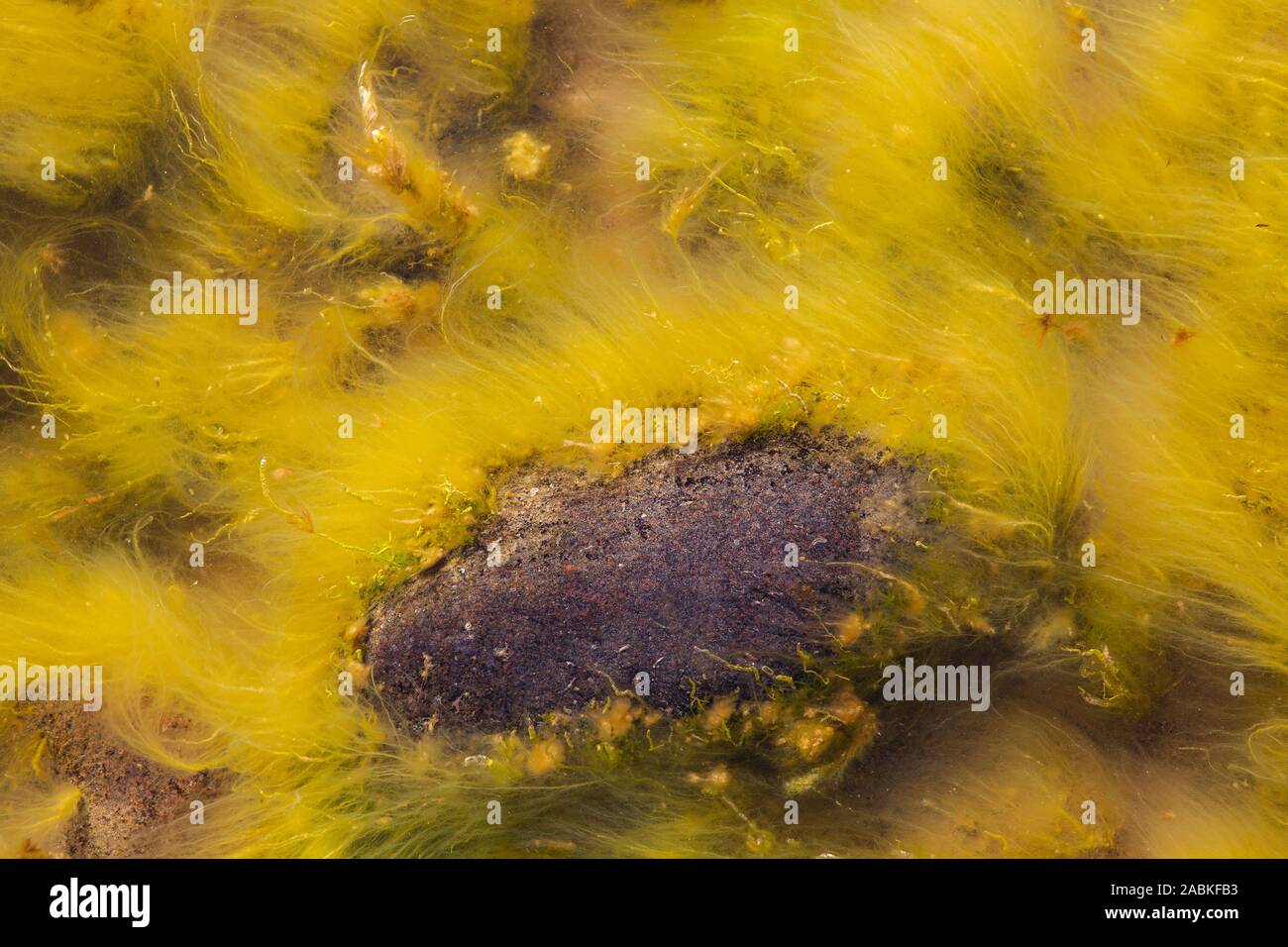 Yellow seaweed is driven by water. Natural art coastal patterns in ...