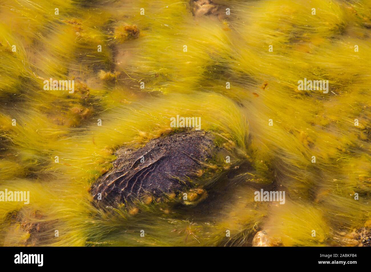 Yellow seaweed is driven by water. Natural art coastal patterns in ...