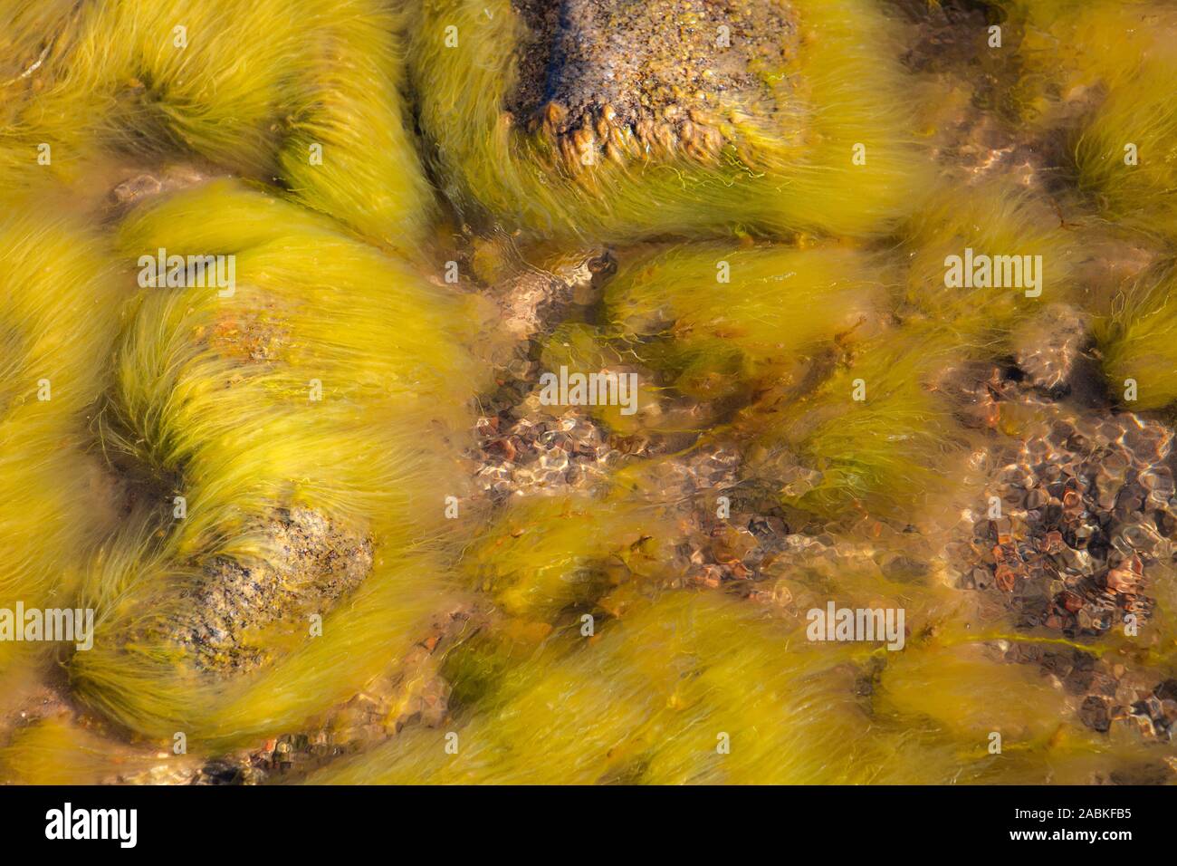 Yellow seaweed is driven by water. Natural art coastal patterns in ...