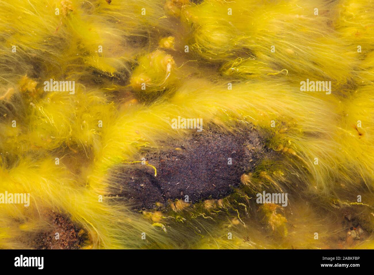 Yellow seaweed is driven by water. Natural art coastal patterns in ...