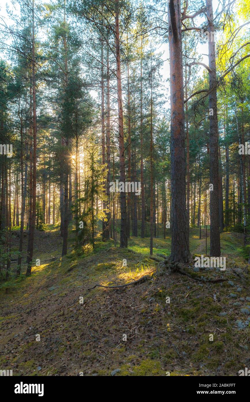 Pine forest landscape backlit by the sunlight Stock Photo - Alamy