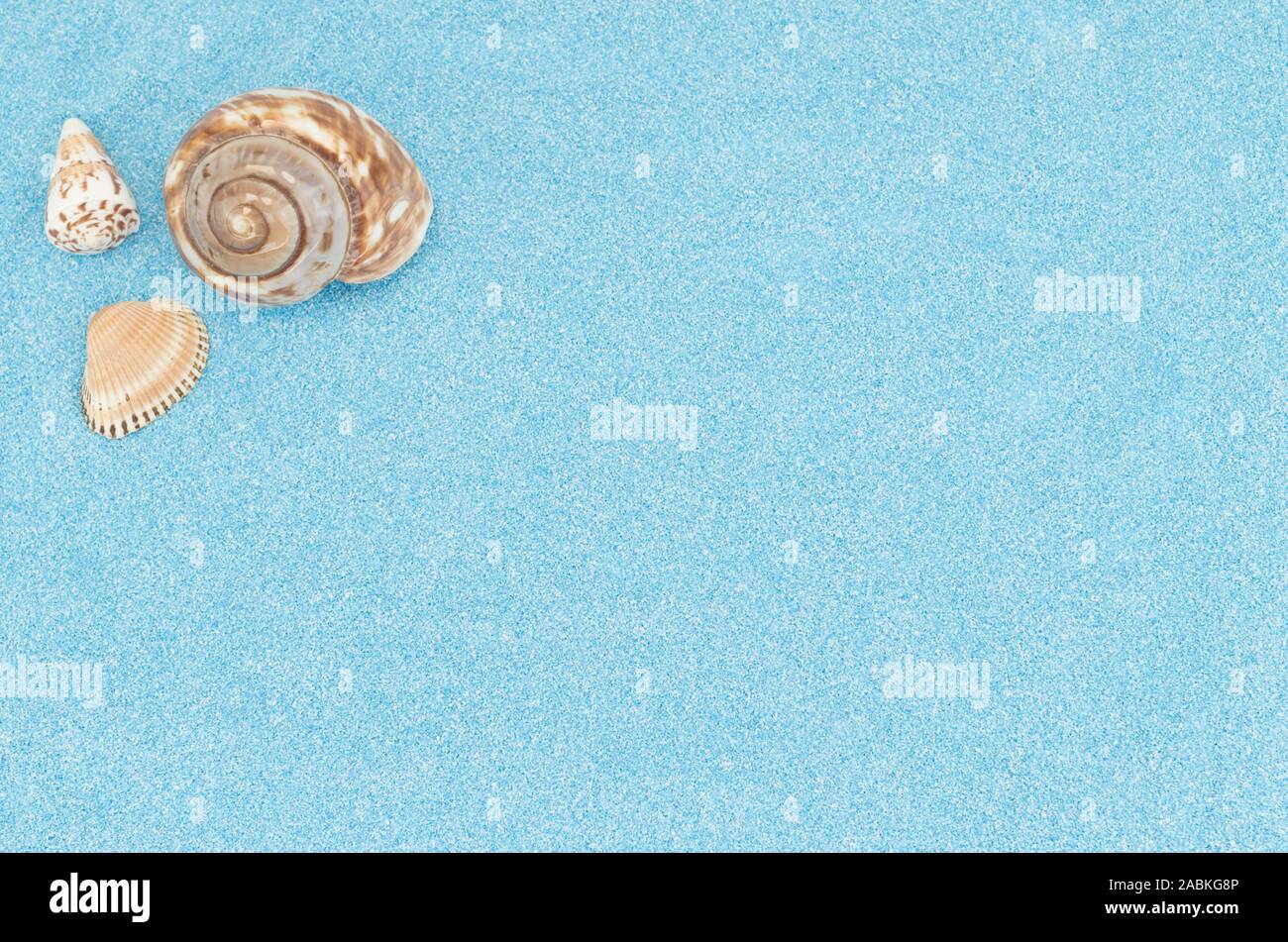sea shell still life top perspective on a light blue sand backdrop ...