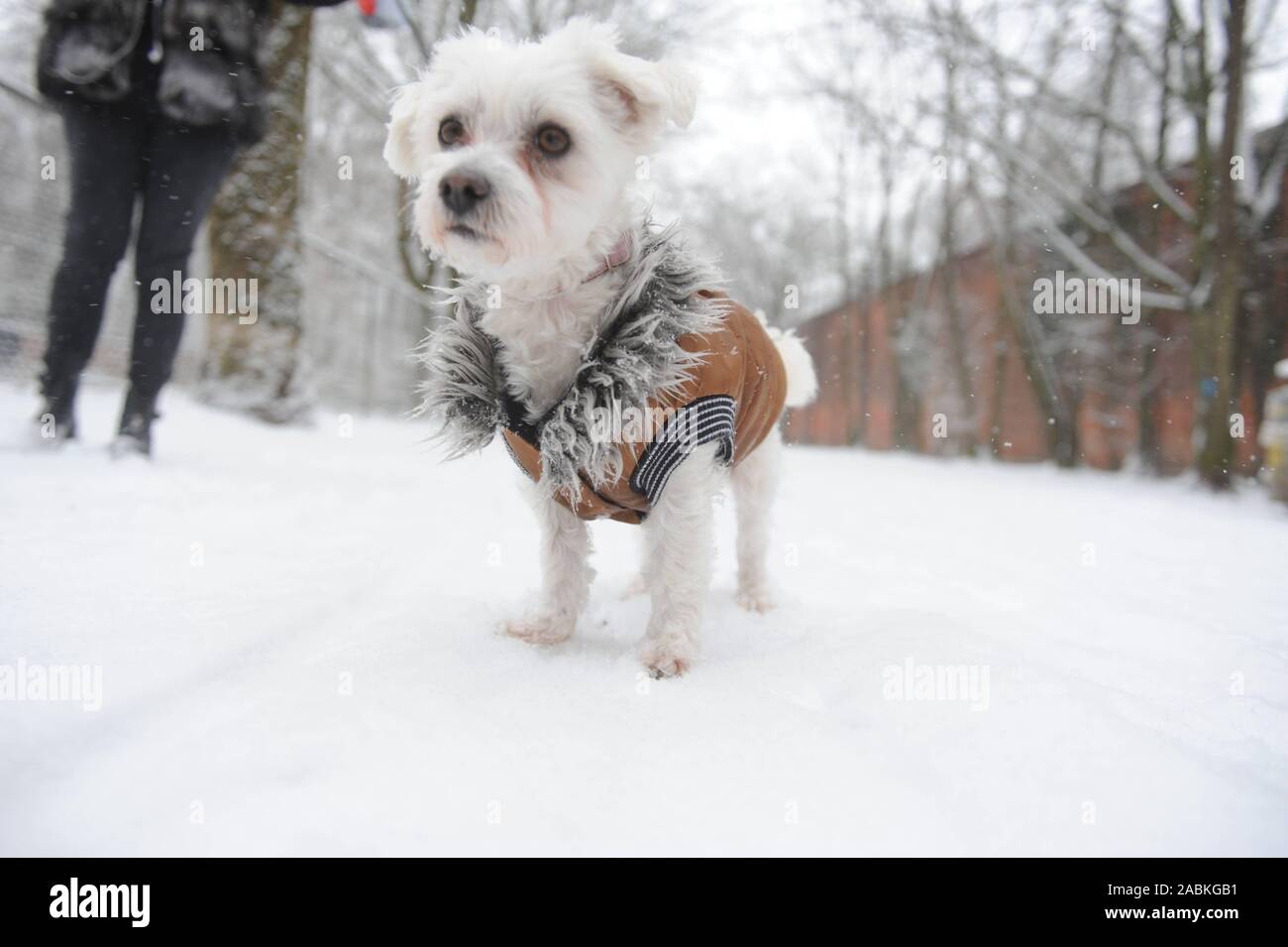Thickly packed dog in the Glockenbachviertel in Munich. [automated ...