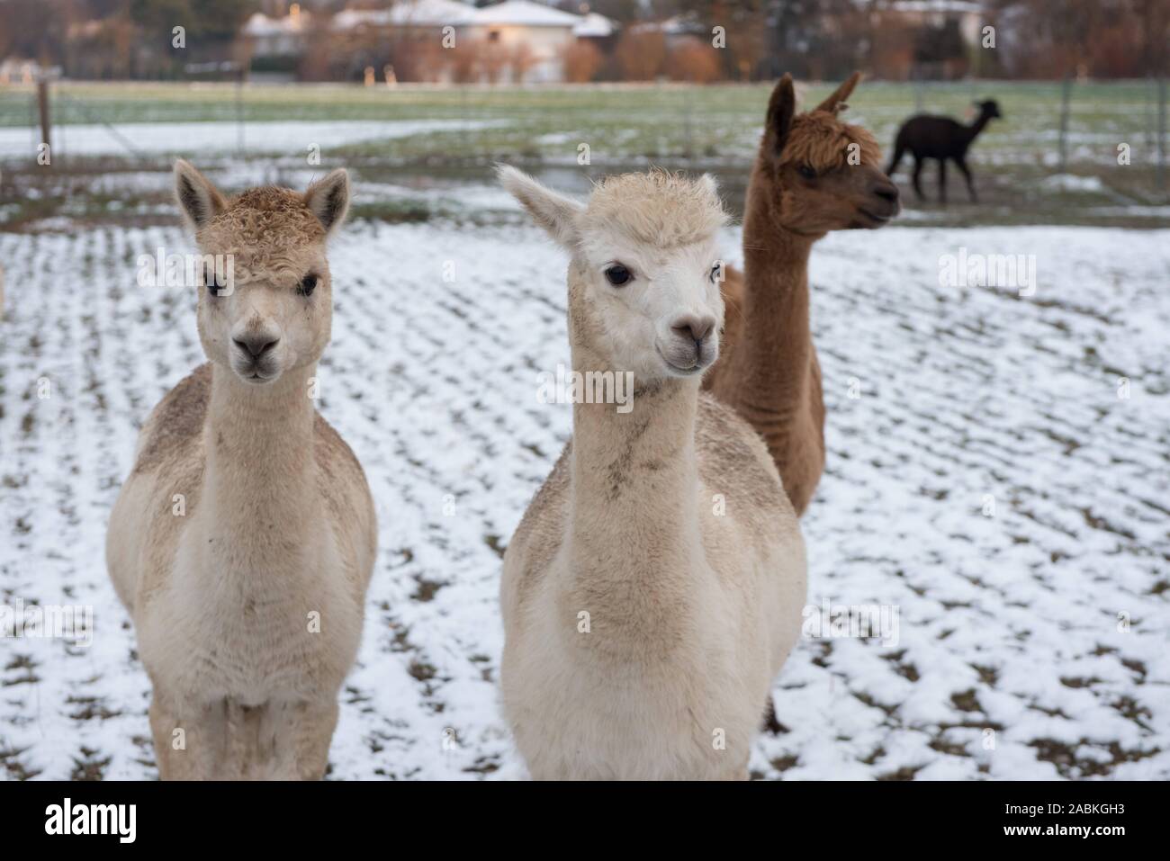Alpacas on a winter pasture on the outskirts of Untermenzing ...