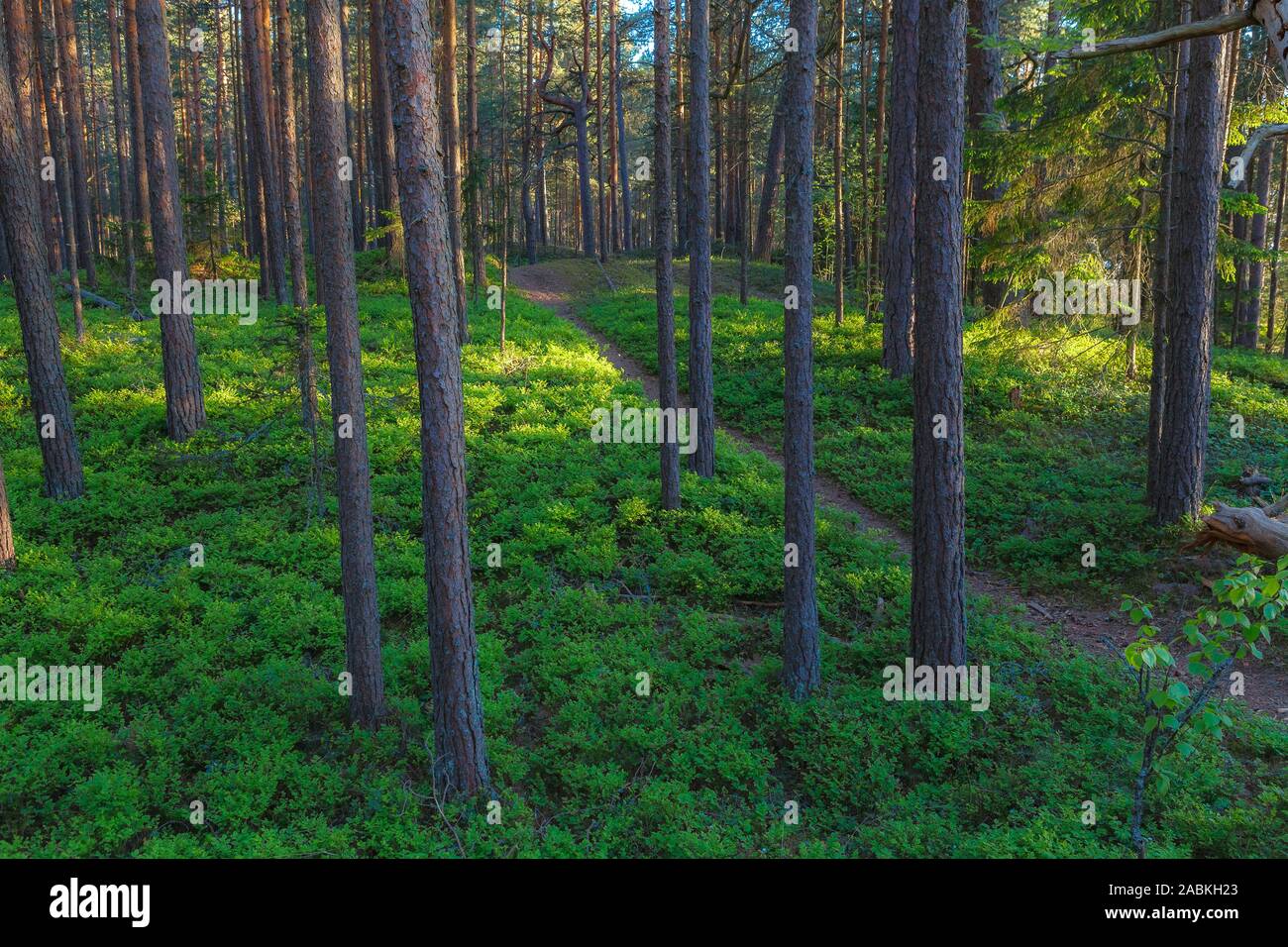 Pine forest close-up landscape late afternoon. Trunks backlit by sun ...