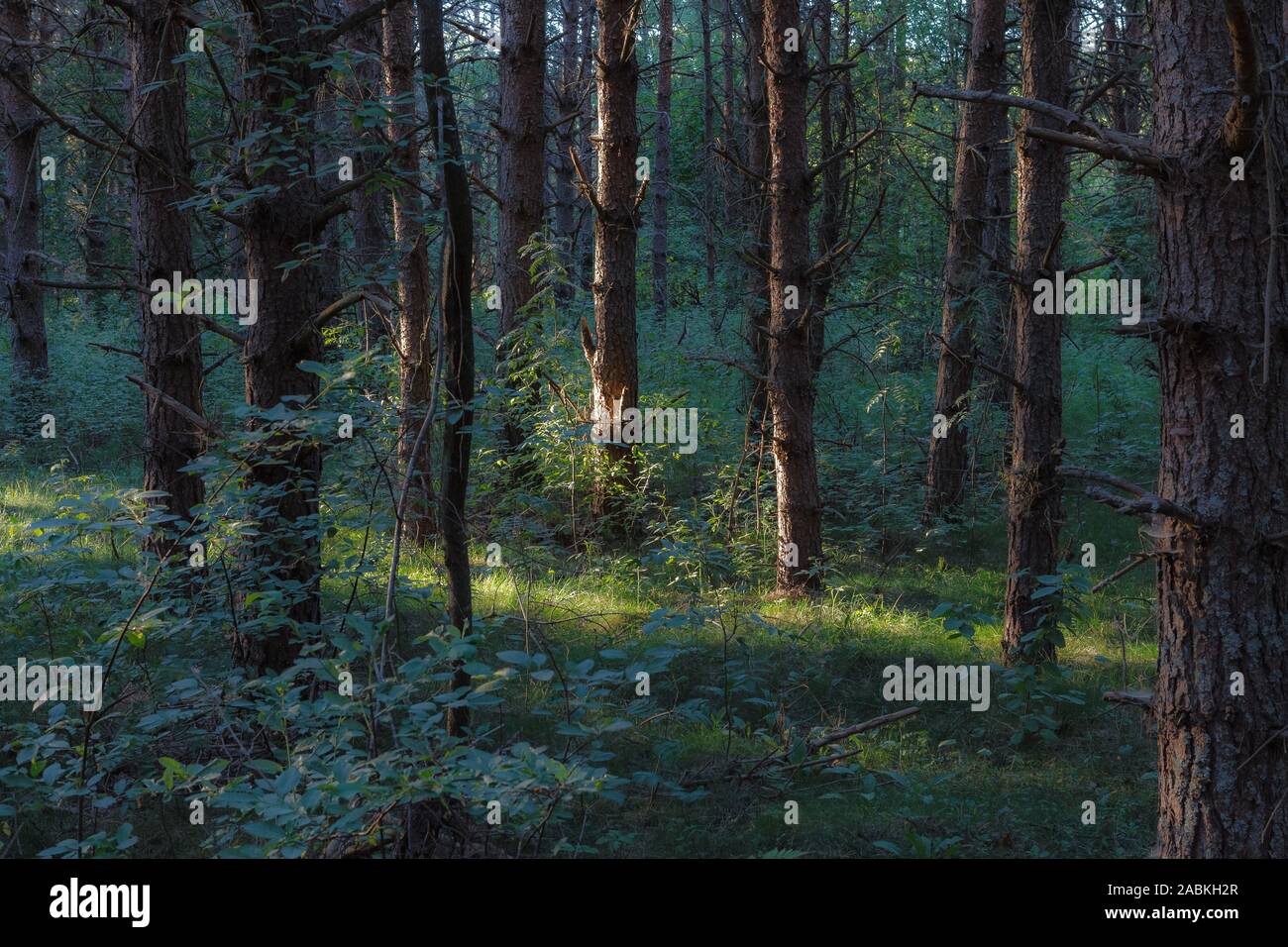 Sunbeam sun late afternoon hi-res stock photography and images - Alamy