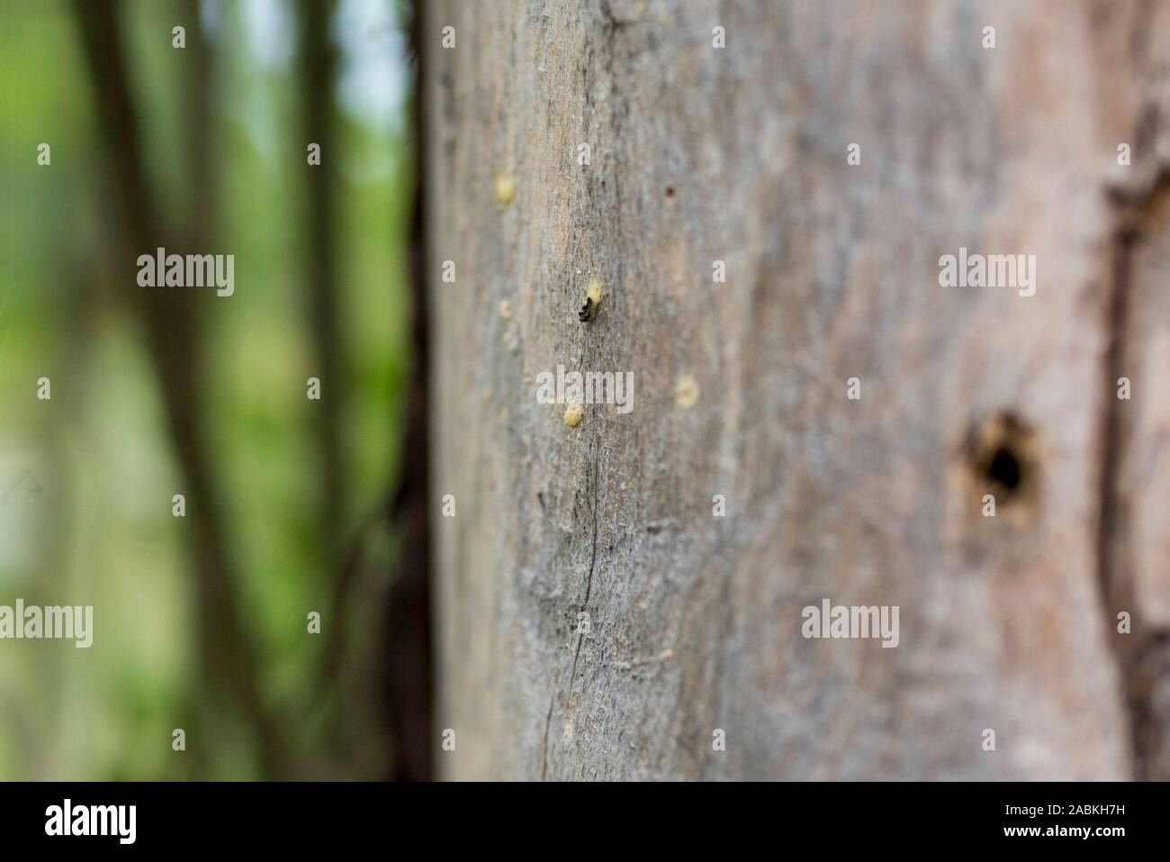 Insects resin hi-res stock photography and images - Alamy