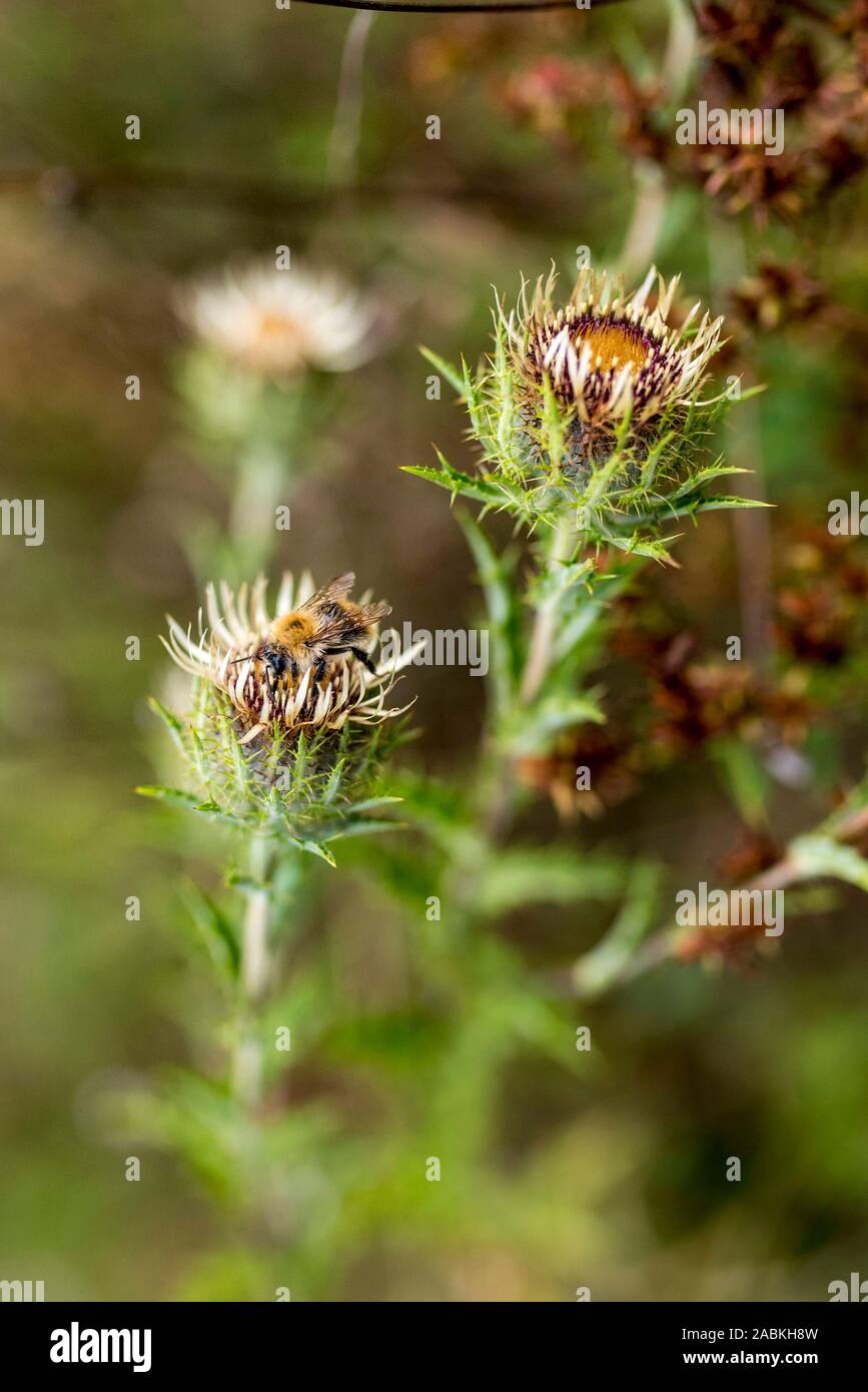 In the biotope on the grounds of the Zoologische Staatssammlung in ...