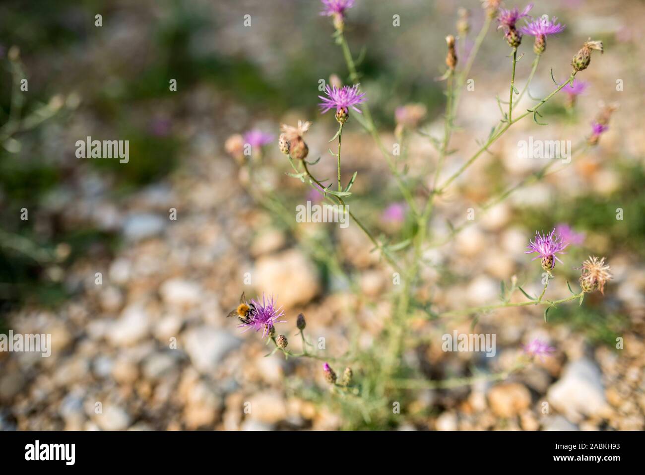 In the biotope on the grounds of the Zoological State Collection in ...