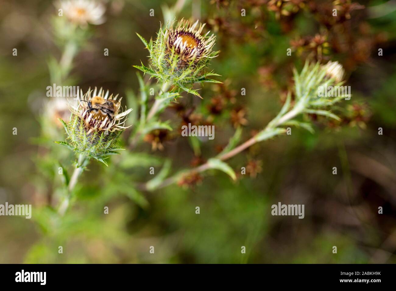 In the biotope on the grounds of the Zoologische Staatssammlung in ...