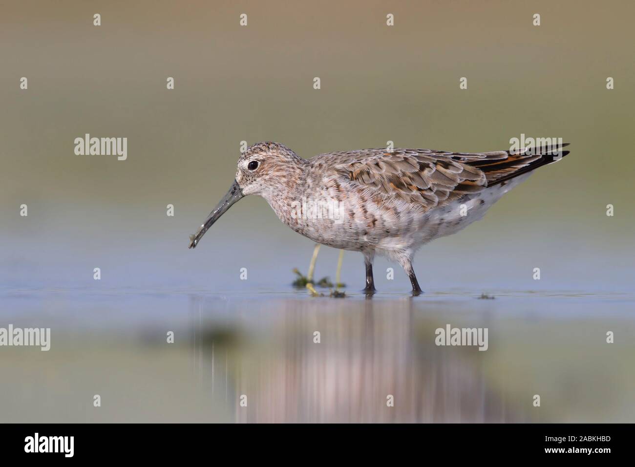 Spotted sandpiper breeding plumage hi-res stock photography and images ...