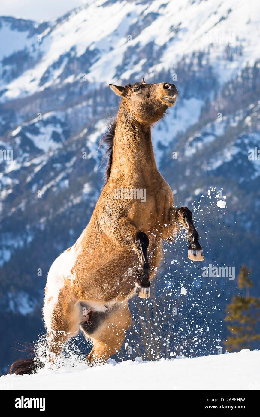 Appaloosa horse rearing hi-res stock photography and images - Alamy