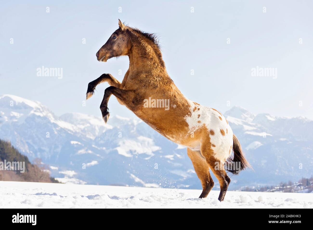 Appaloosa horse. Pinto gelding rearing with snowy mountains in ...