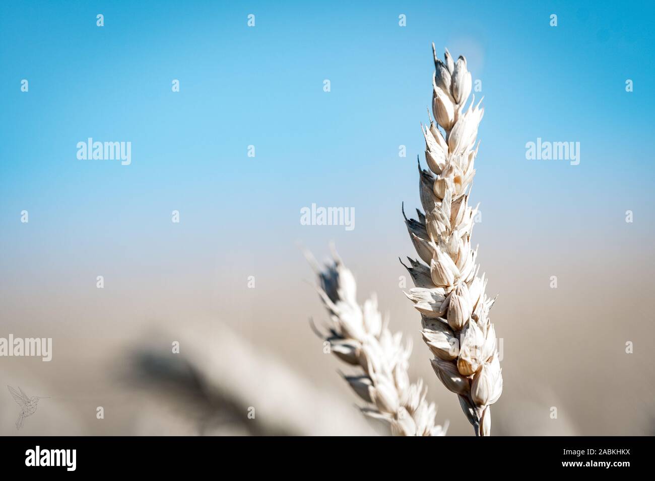 Sheaf Corn wide open field shalow depth of field 2 Stock Photo - Alamy
