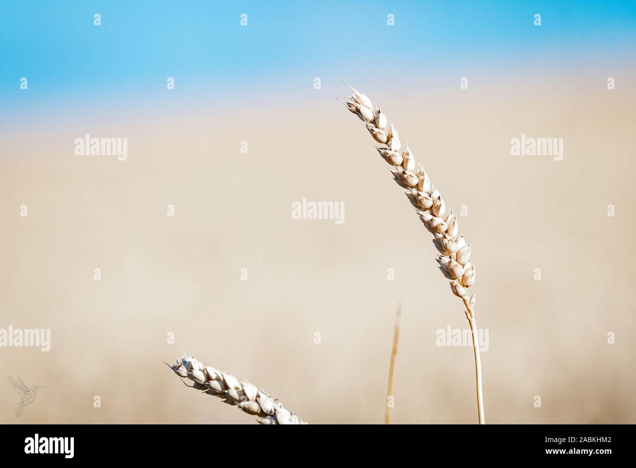 Sheaf Corn wide open field shalow depth of field 3 Stock Photo - Alamy