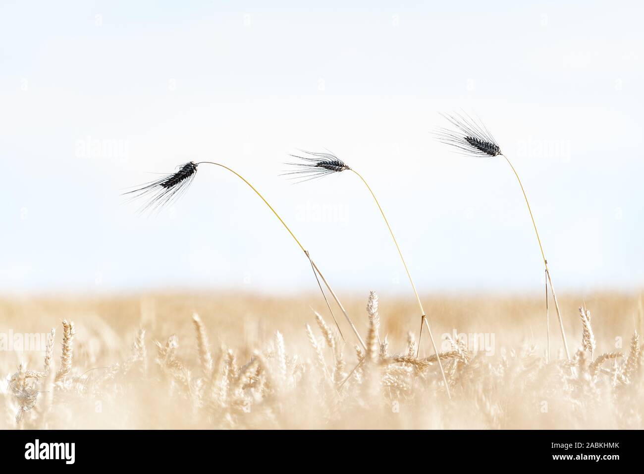 Shalow depth of field hi-res stock photography and images - Alamy