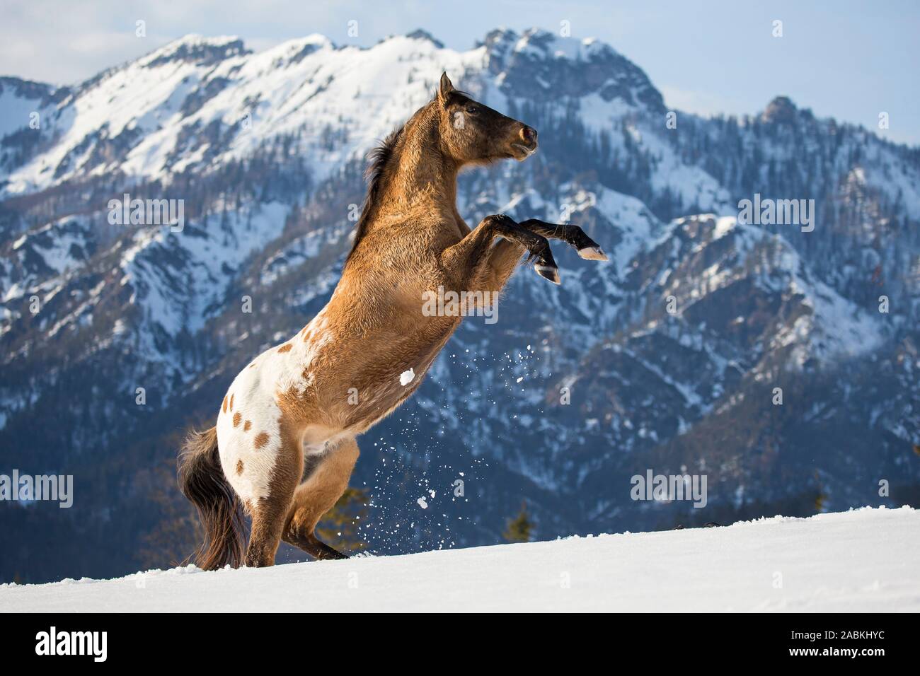 Appaloosa horse. Pinto gelding rearing with snowy mountains in ...