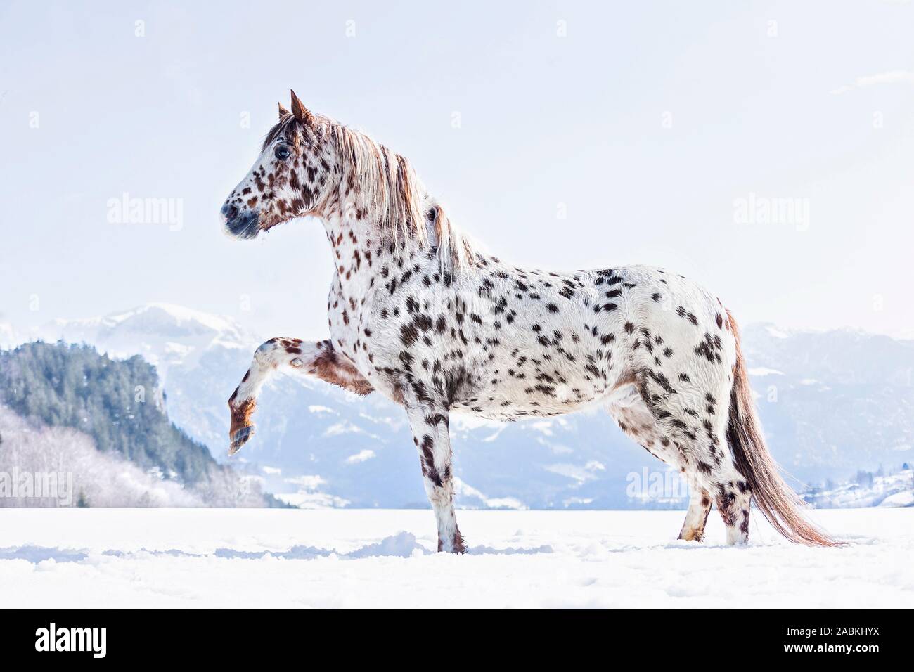 Appaloosa horse. Leopard-spotted gelding performing the Spanish Walk ...