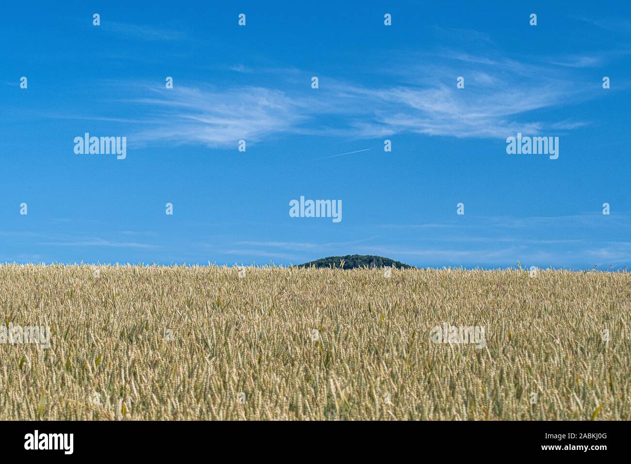 Sheaf Corn wide open field blue sky Stock Photo - Alamy