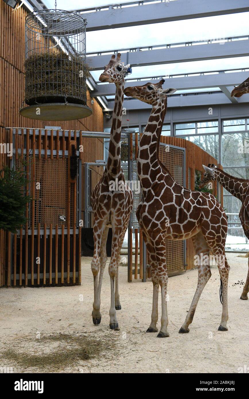 Giraffe in a zoo enclosure hi-res stock photography and images - Alamy