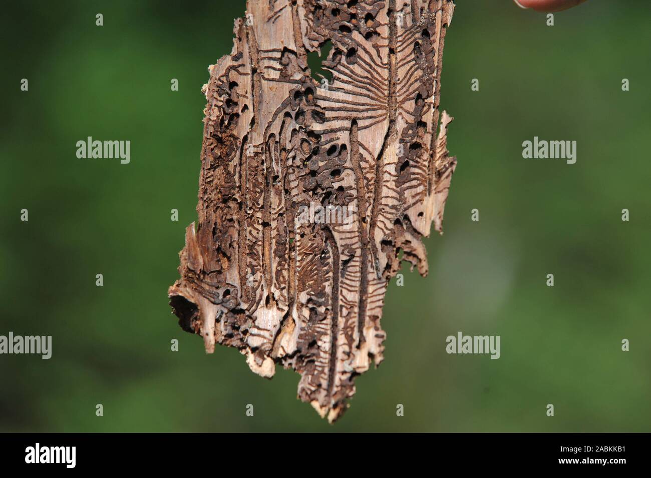 Bark beetle infestation hi-res stock photography and images - Alamy