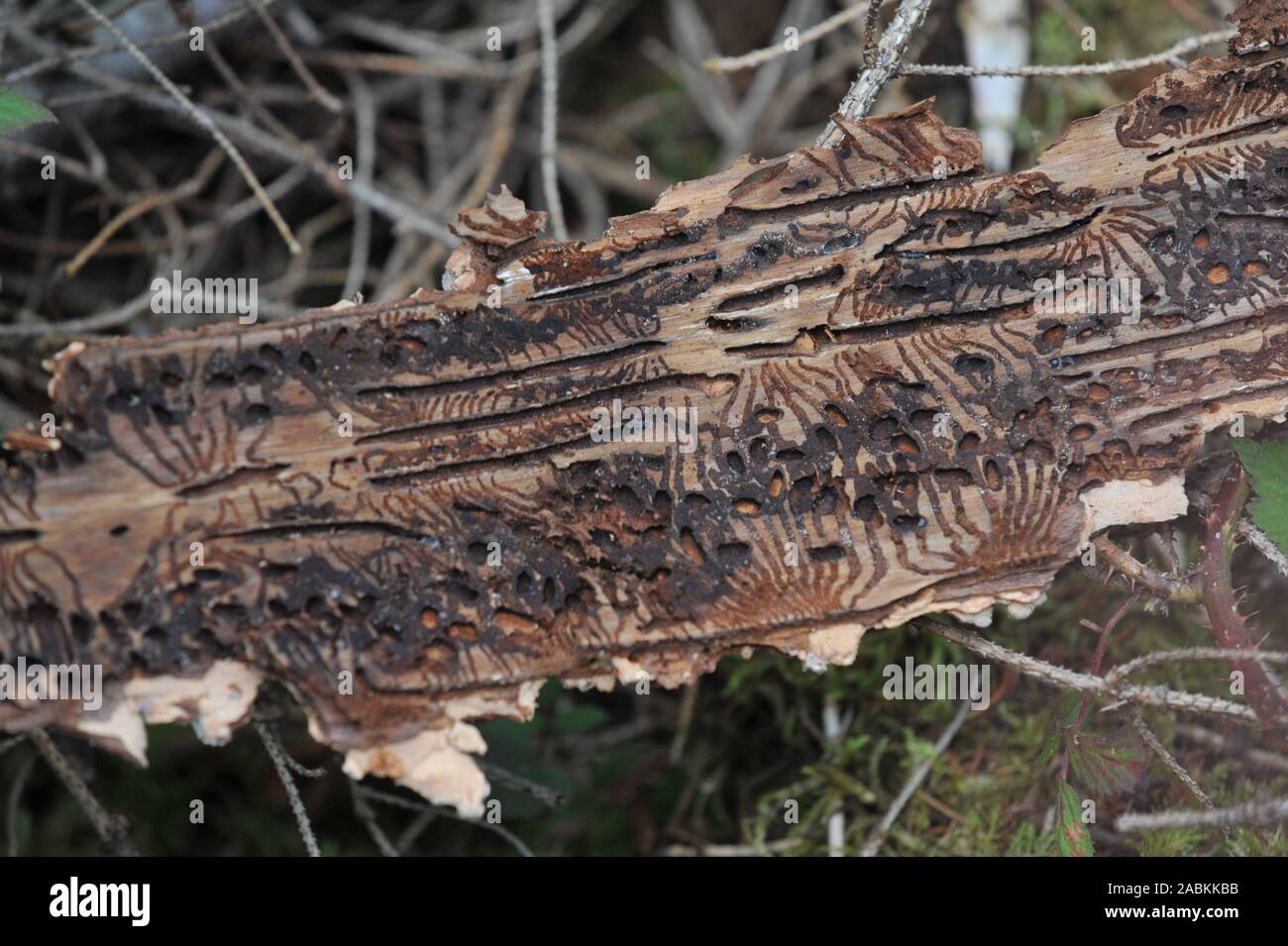 Bark beetle infestation hi-res stock photography and images - Alamy