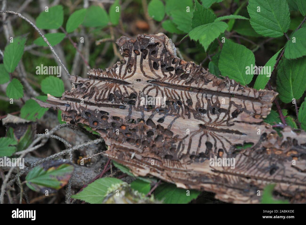 Bark beetle infestation hi-res stock photography and images - Alamy