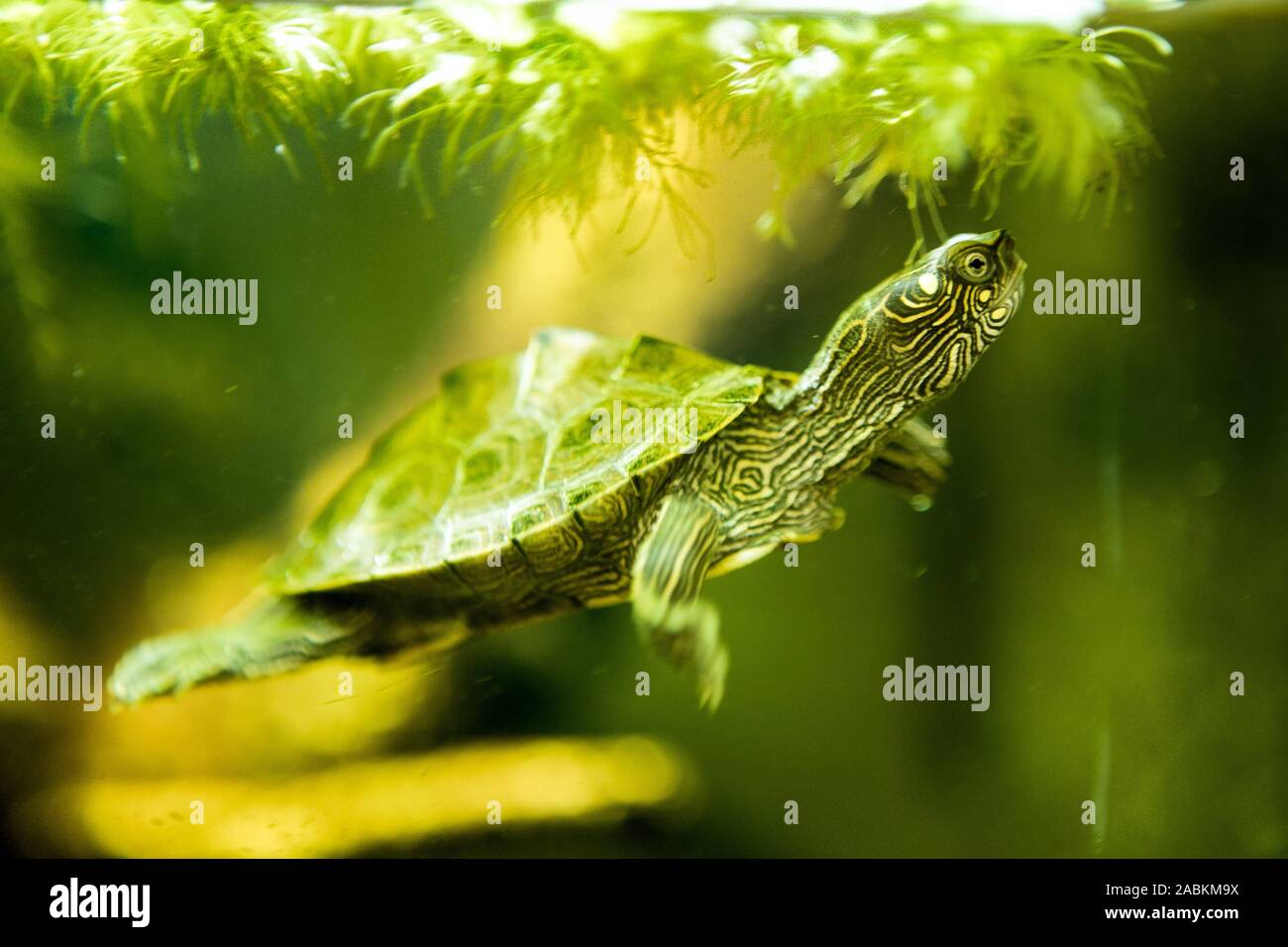 Humpback turtle hi-res stock photography and images - Alamy