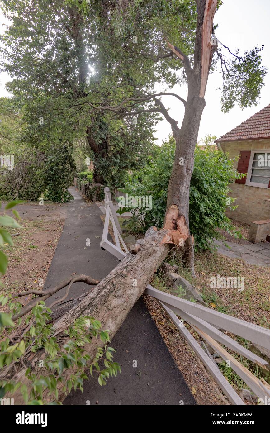 Smashed trees in sydney suburbs hi-res stock photography and images - Alamy
