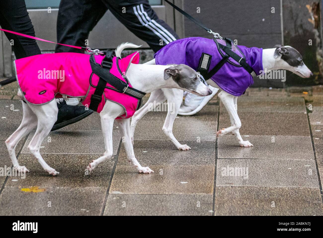 Soaking wet jacket hi-res stock photography and images - Alamy