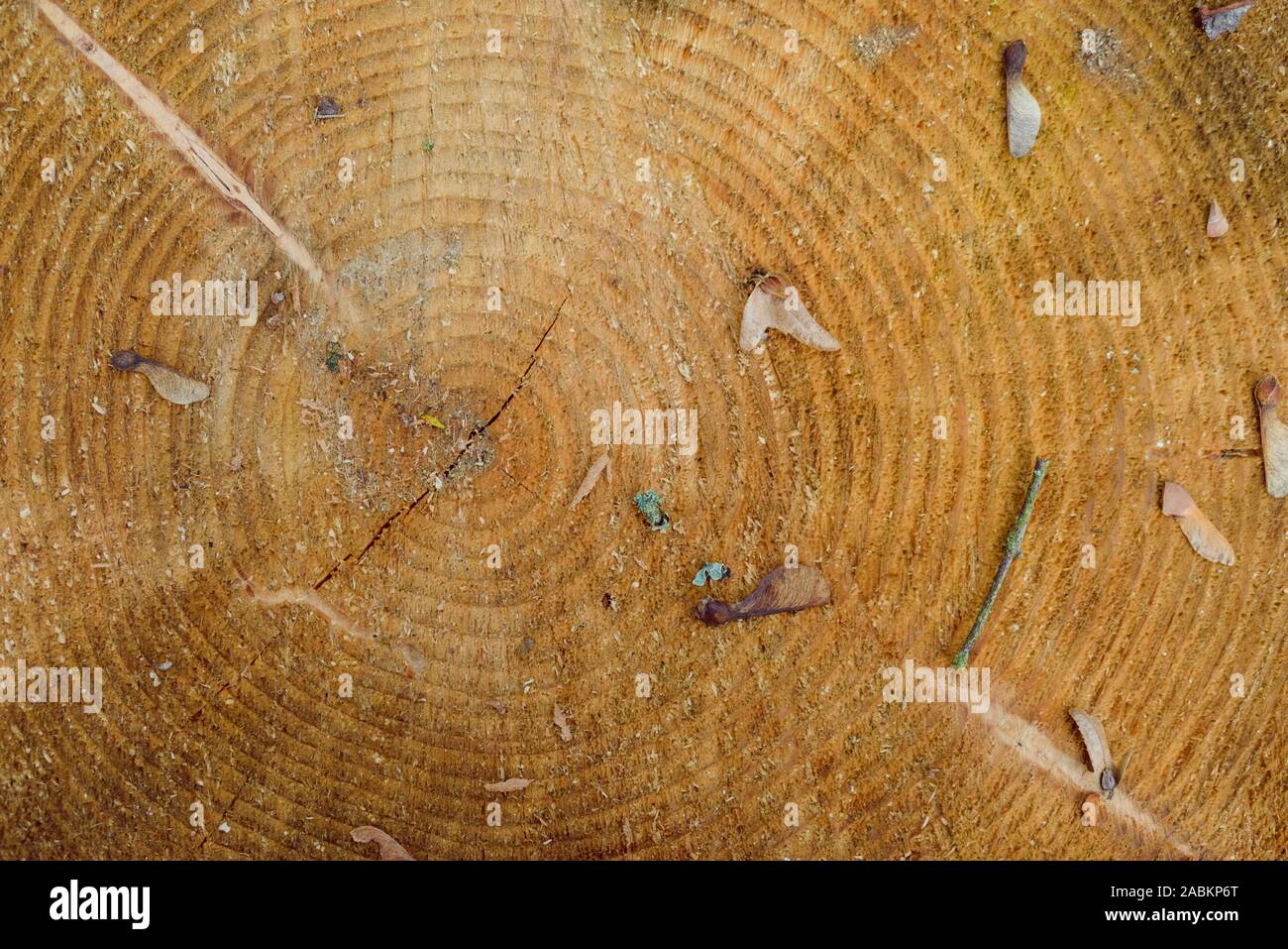 close up wooden cut texture wood background Stock Photo - Alamy