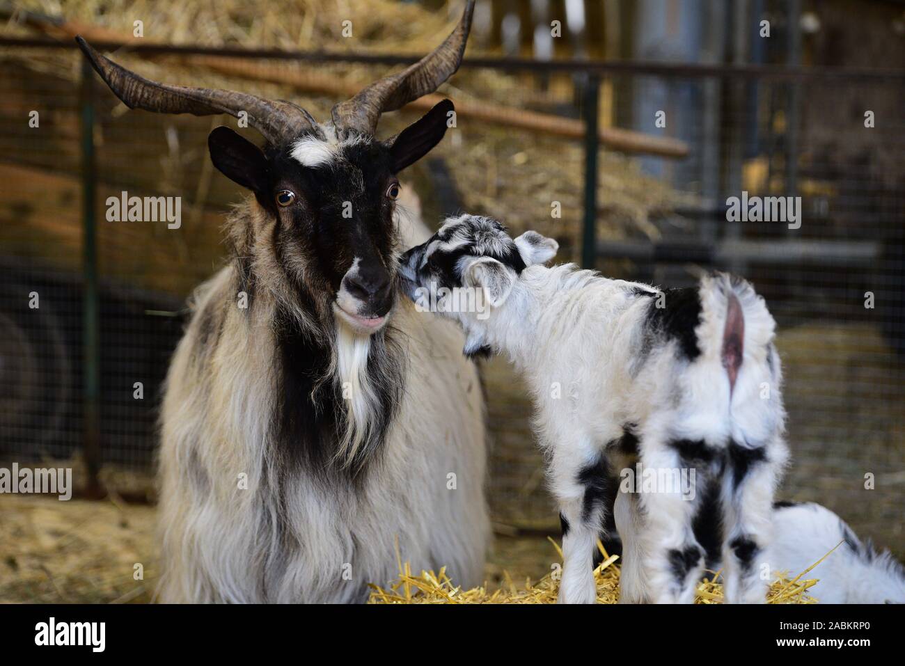 Goats Munich High Resolution Stock Photography and Images - Alamy