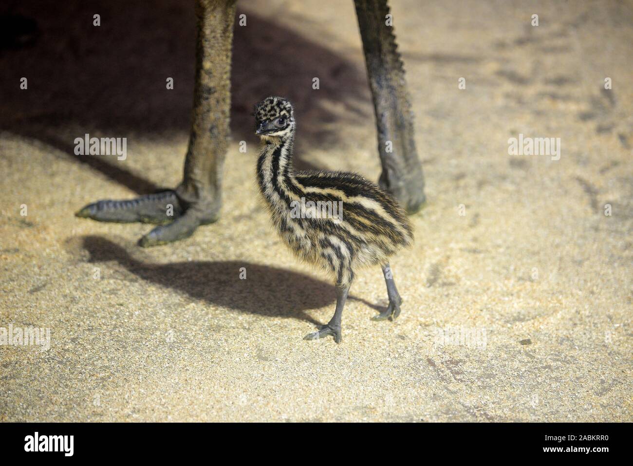 Emukuken hi-res stock photography and images - Alamy