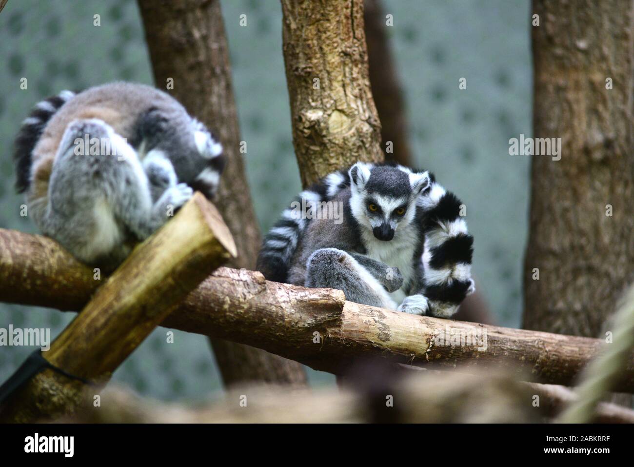 Lemurs in research hi-res stock photography and images - Alamy