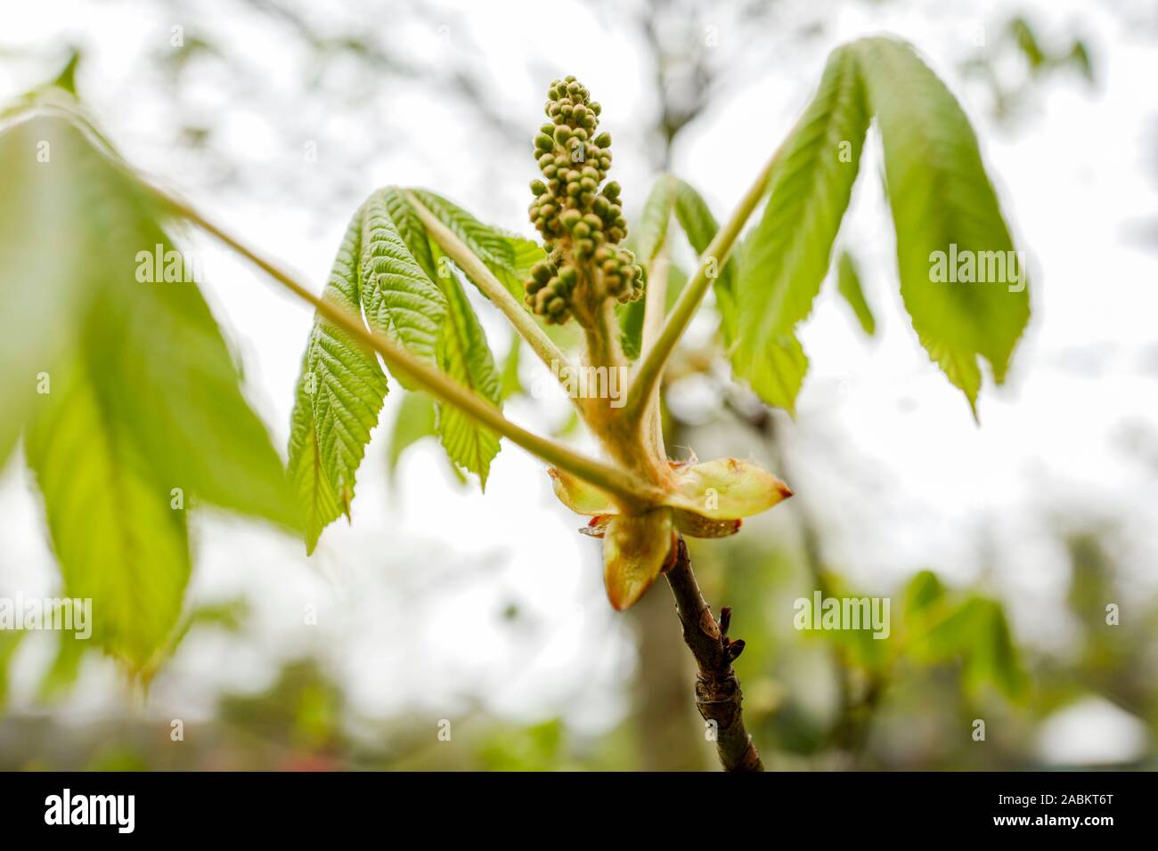 Horse chestnut sprouting in spring. [automated translation] Stock Photo ...