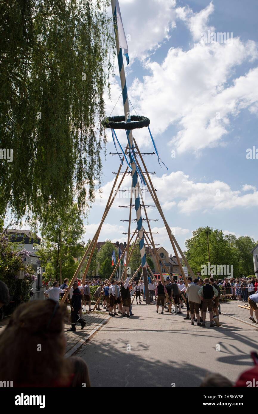 The Olchinger Maypole is traditionally erected by hand. [automated ...