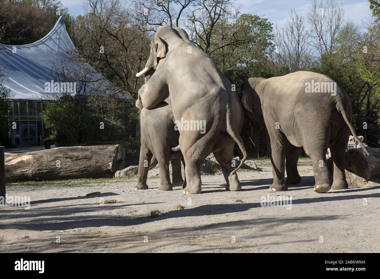 How Do Elephants Mate